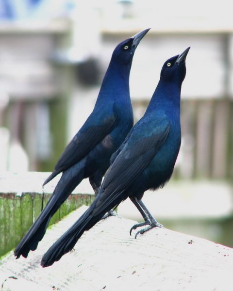 Boat-tailed Grackles
