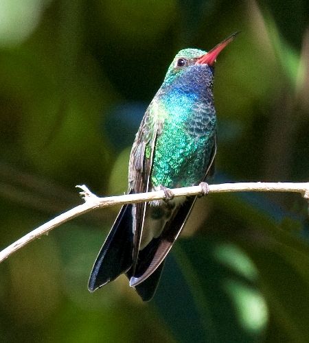 Broad-billed Hummingbird