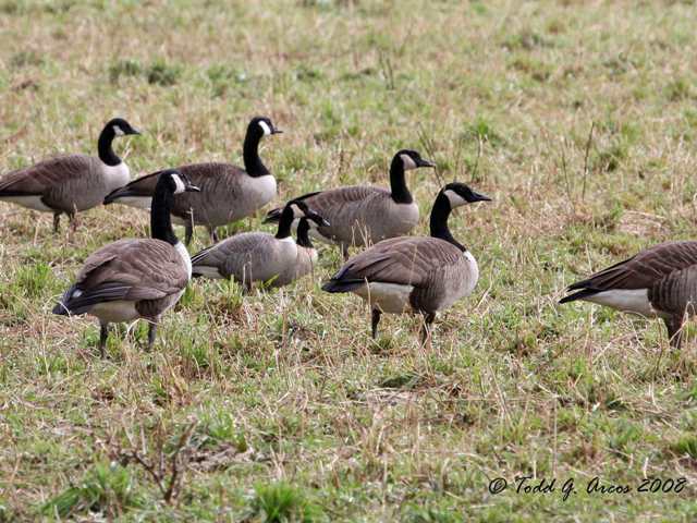 Cackling Geese