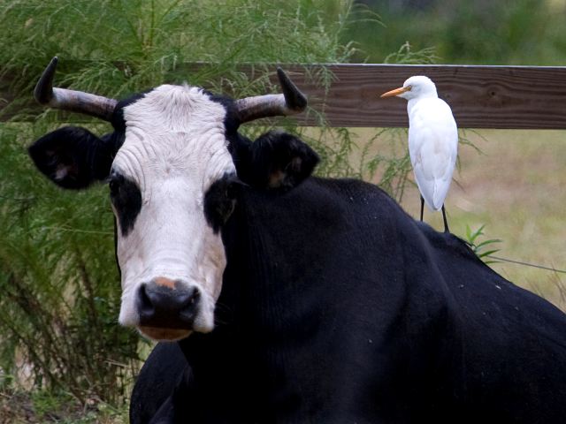 Western Cattle-Egret