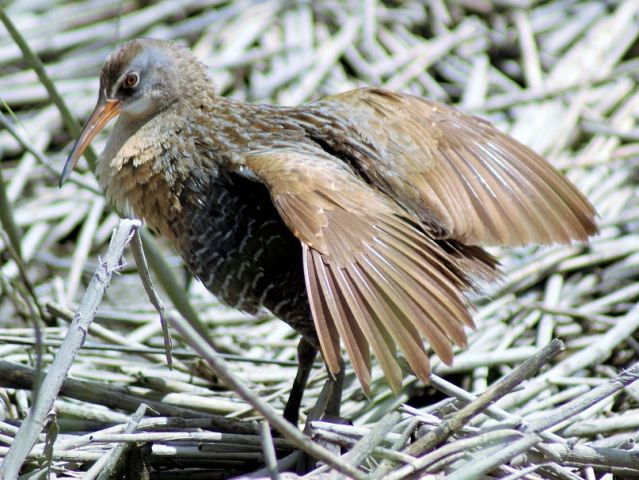 Clapper Rail
