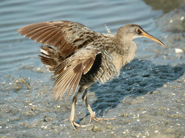 Clapper Rail