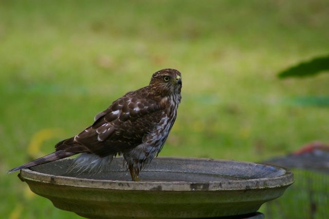 Cooper's Hawk