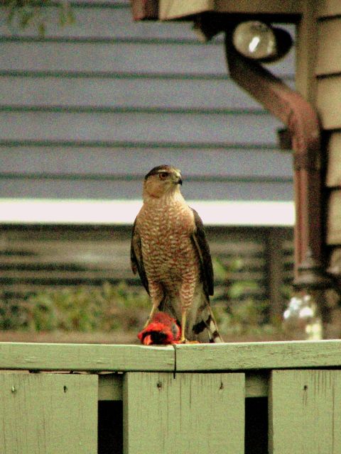 Cooper's Hawk