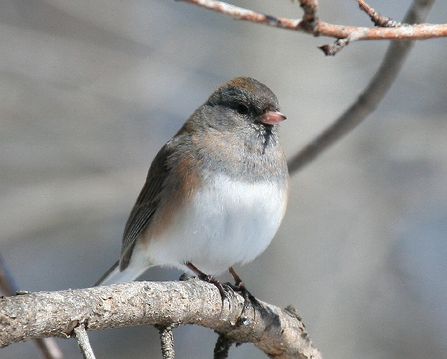 Dark-eyed Junco