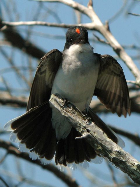 Eastern Kingbird