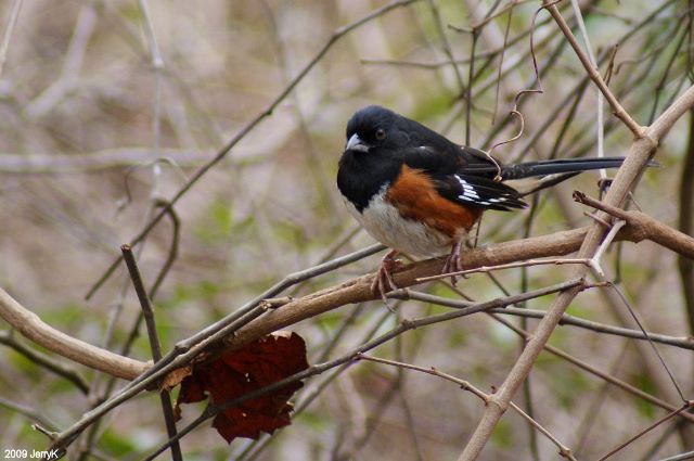 Eastern Towhee