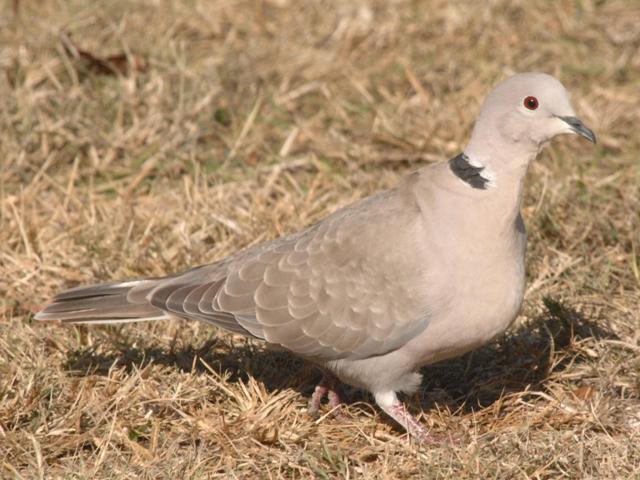 Eurasian Collared-Dove