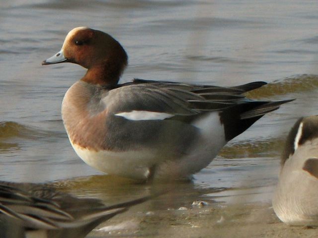 Eurasian Wigeon
