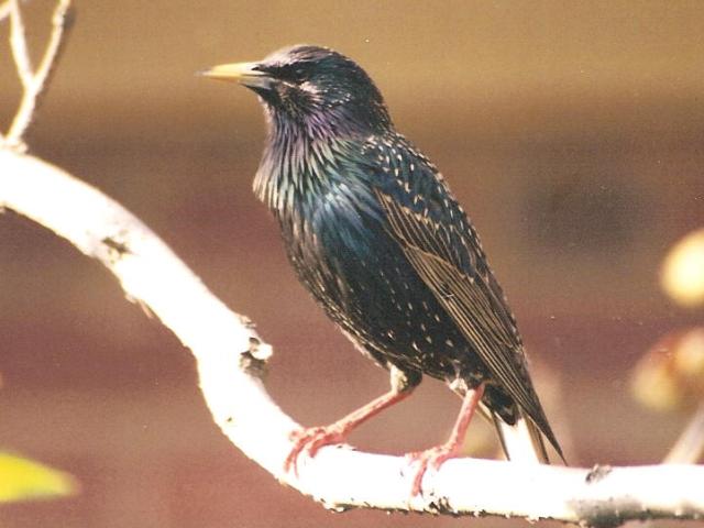 European Starling
