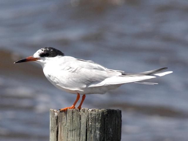 Forster's Terns.