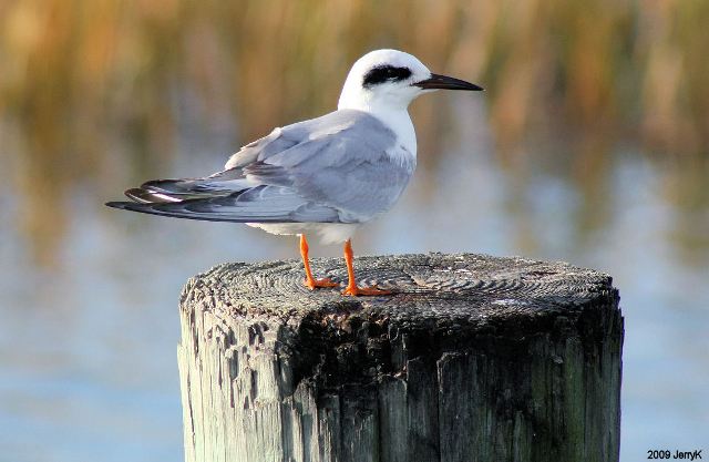 Forster's Tern
