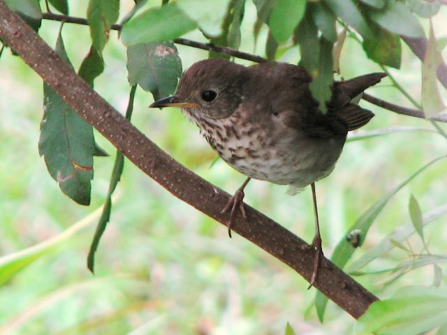 Gray-cheeked Thrush