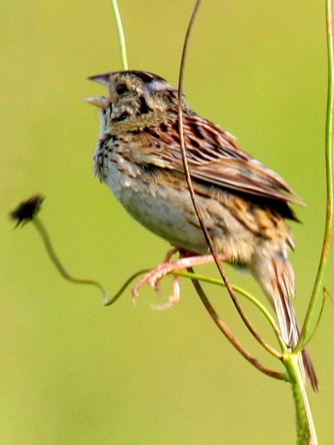 Henslow's Sparrow