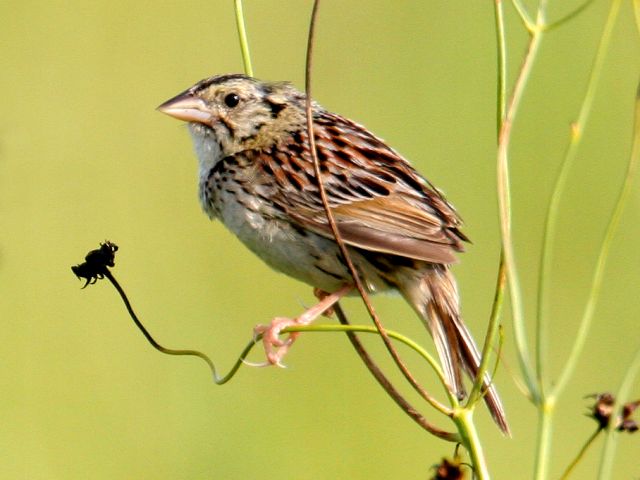 Henslow's Sparrow