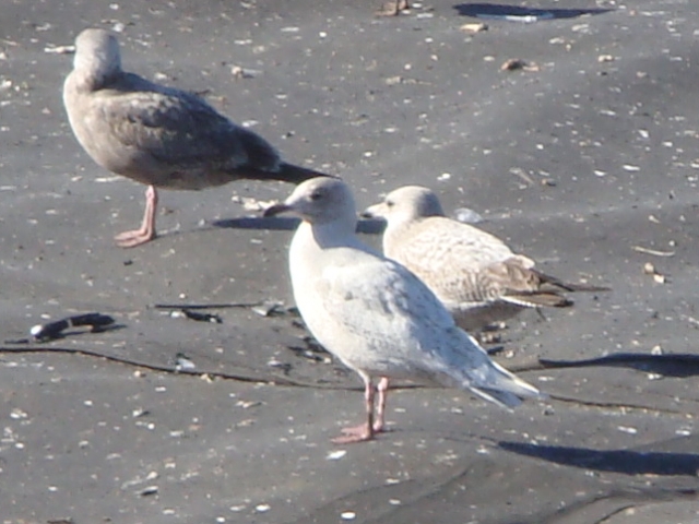 Iceland Gull