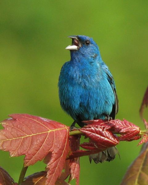 Indigo Bunting