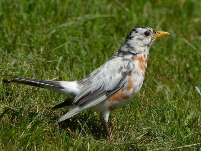 American Robin