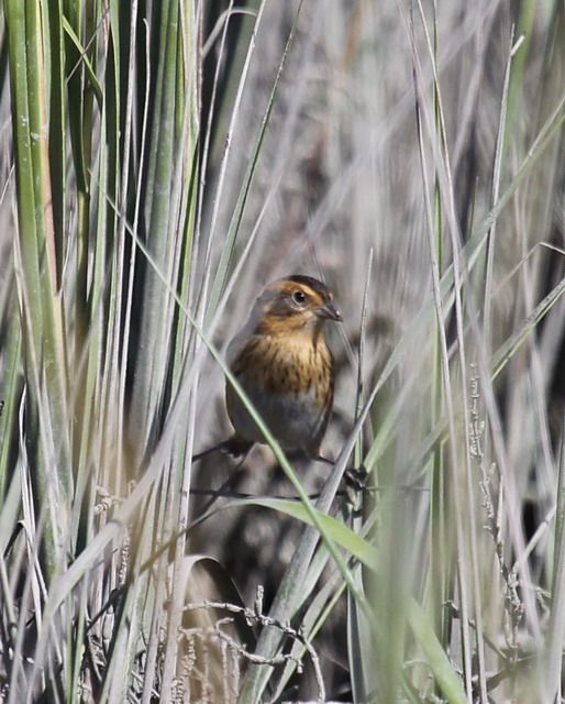 Nelson's Sparrow