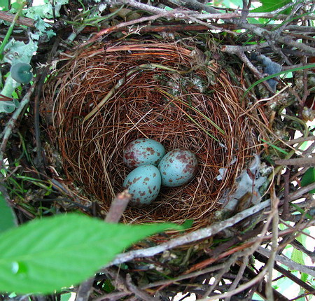 Northern Mockingbirds