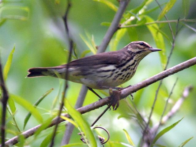 Northern Waterthrush