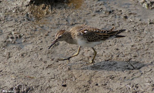 Pectoral Sandpiper