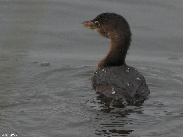 Pied-billed Grebe
