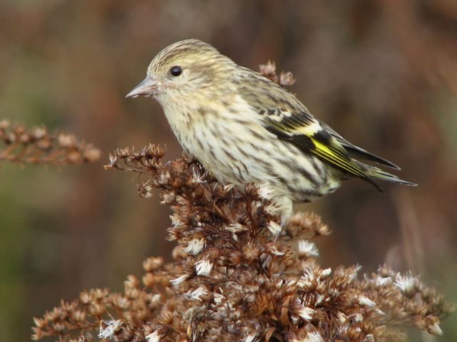 Pine Siskins
