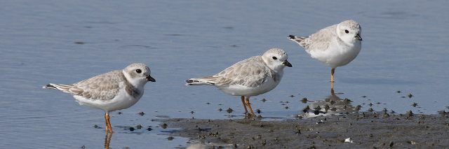 Piping Plovers
