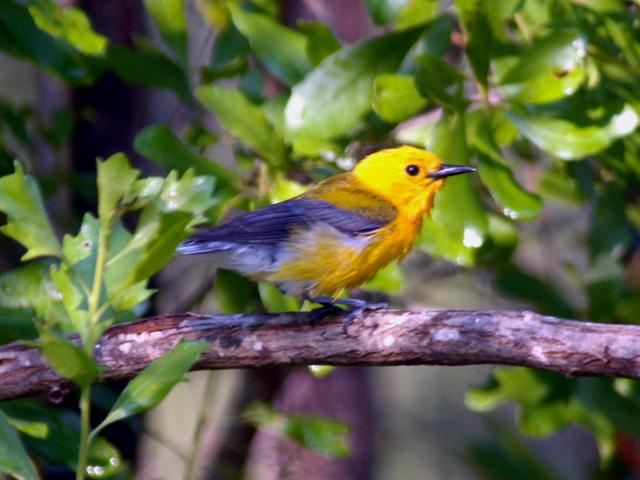 Prothonotary Warbler