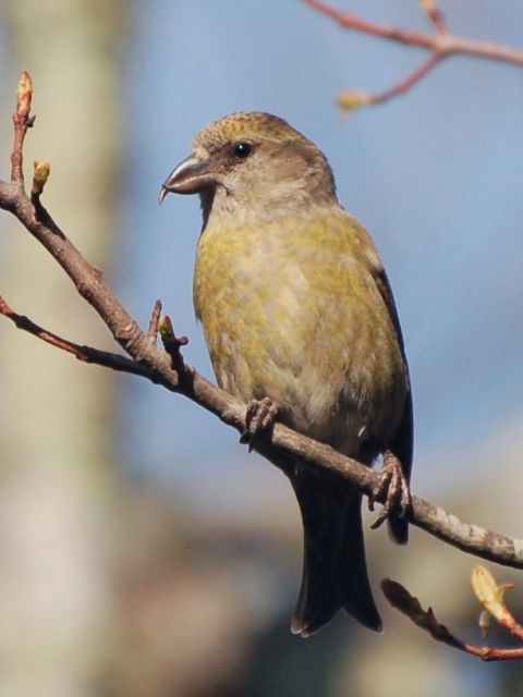 Red Crossbills