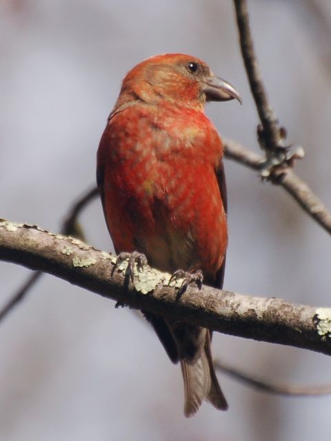 Red Crossbills