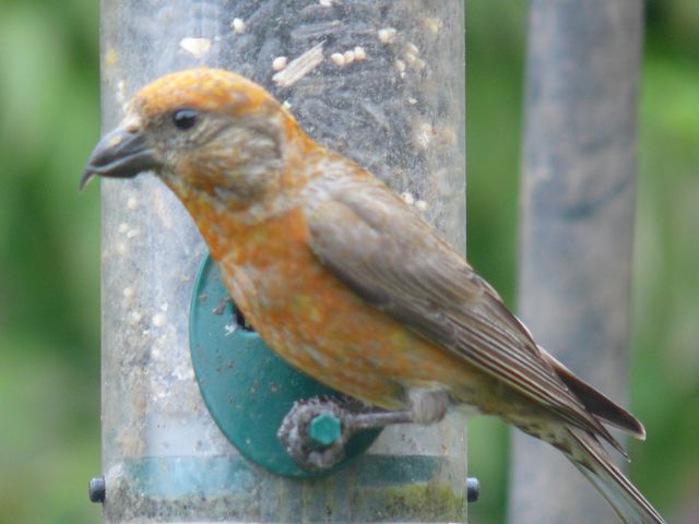 Red Crossbill