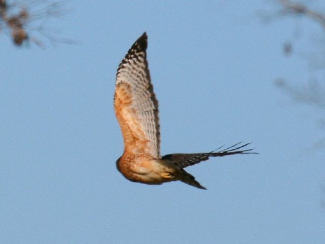 Red-shouldered Hawk