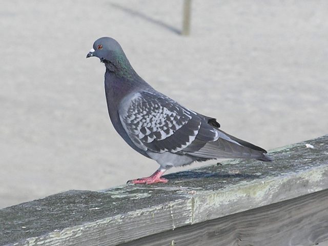Rock Pigeon