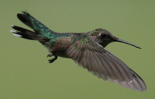 Ruby-throated Hummingbird