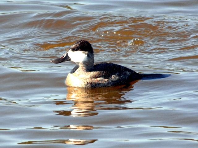 Ruddy Duck