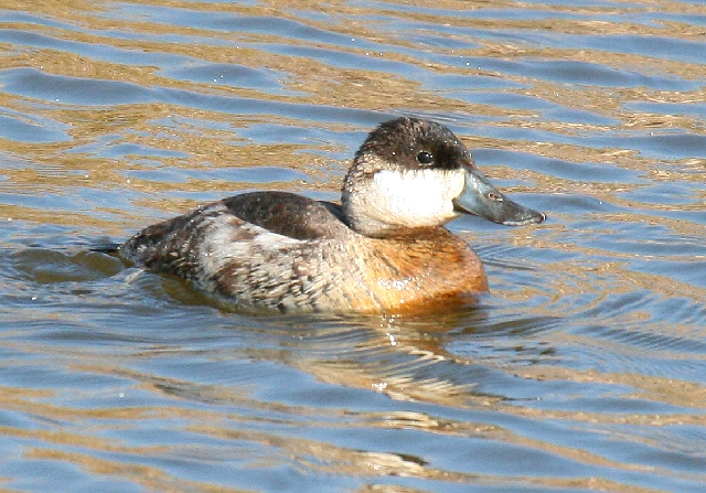 Ruddy Duck