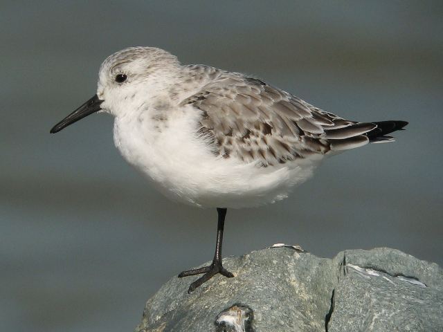 Sanderling