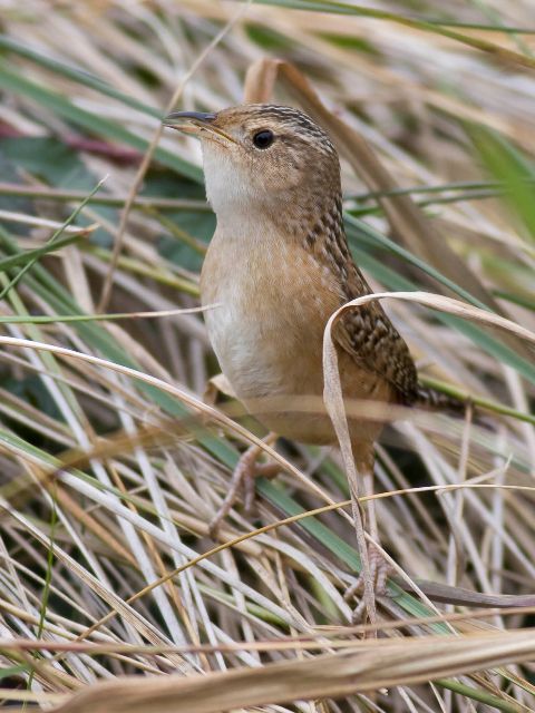 Sedge Wren
