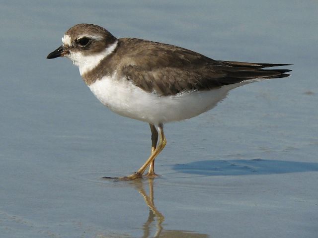 Semipalmated Plover