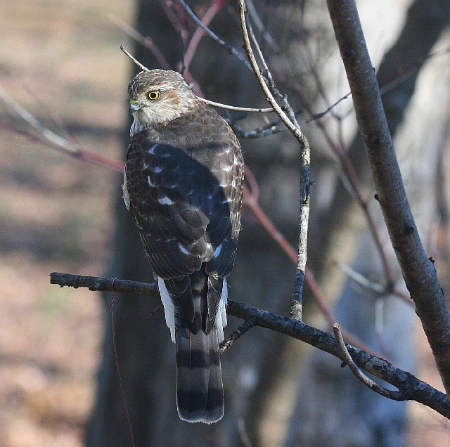 Sharp-shinned Hawk
