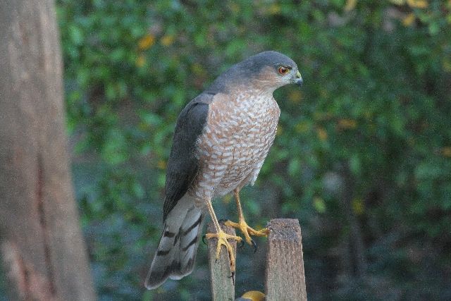 Sharp-shinned Hawk