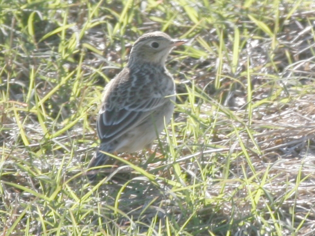 Sprague's Pipit