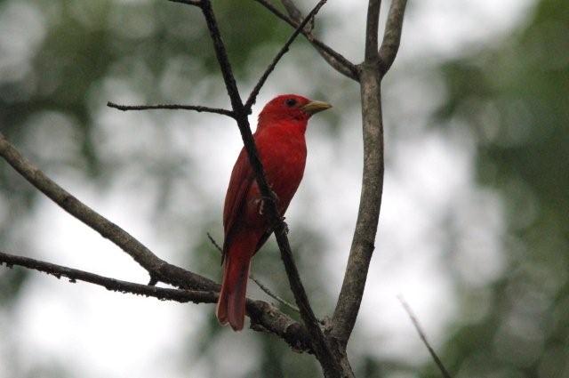 Summer Tanagers