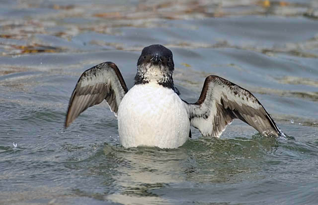 Thick-billed Murre