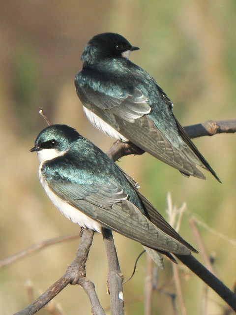 Tree Swallows