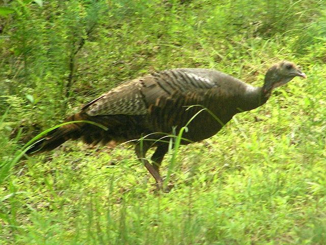 Wild Turkey