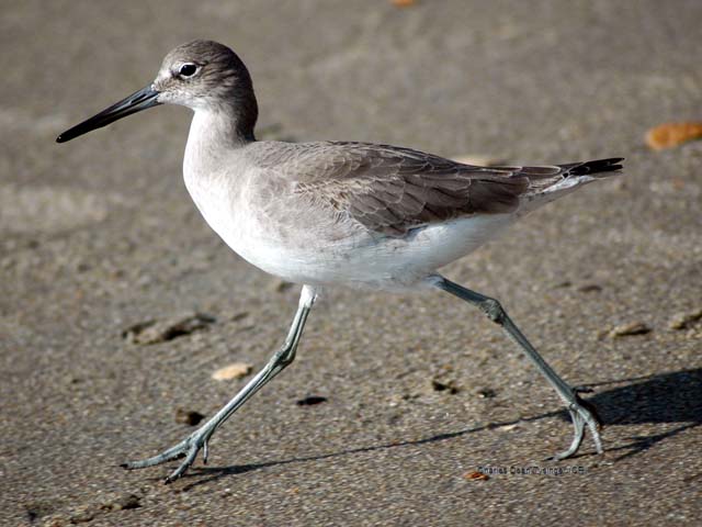 Willets