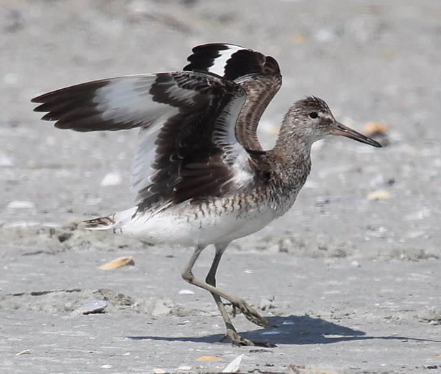 Willets